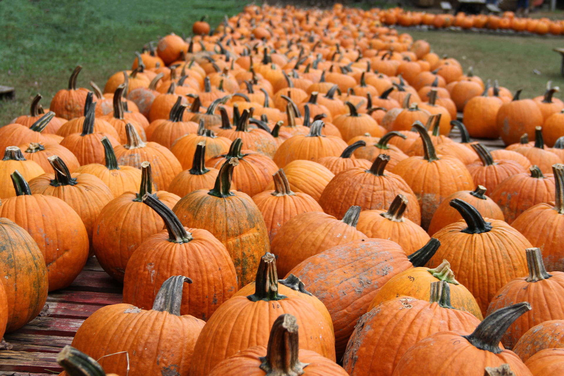 Pumpkin Festival Farm pumpkin-festival-farm